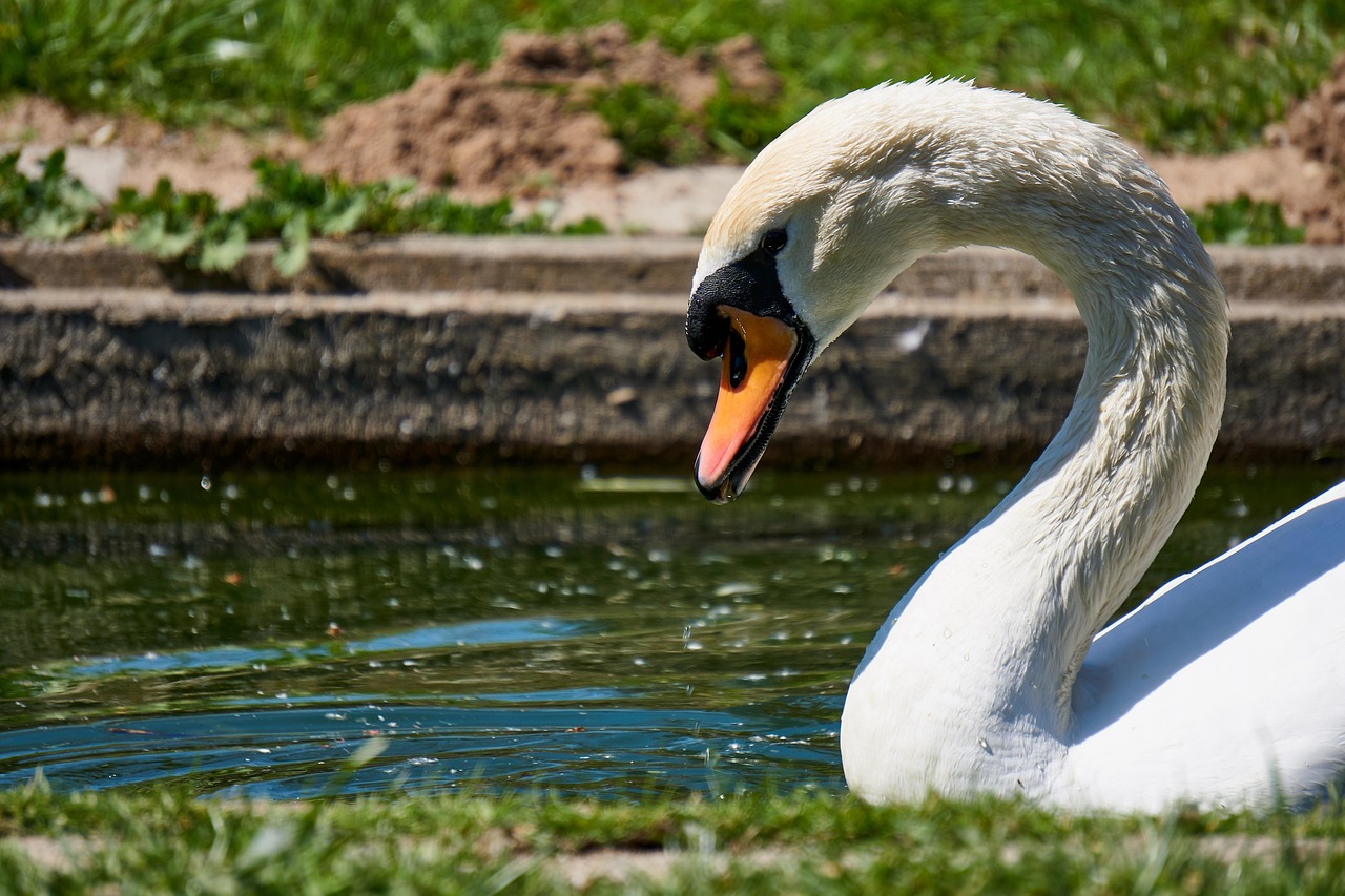 Bird Swan Wildlife Close - Free photo on Pixabay - Pixabay