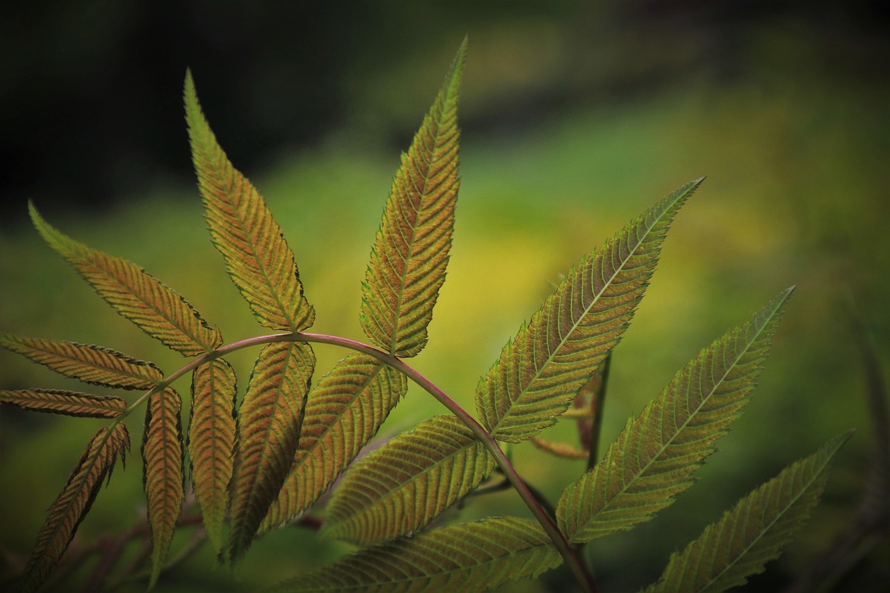 Green Leaves Park The Stage - Free photo on Pixabay - Pixabay