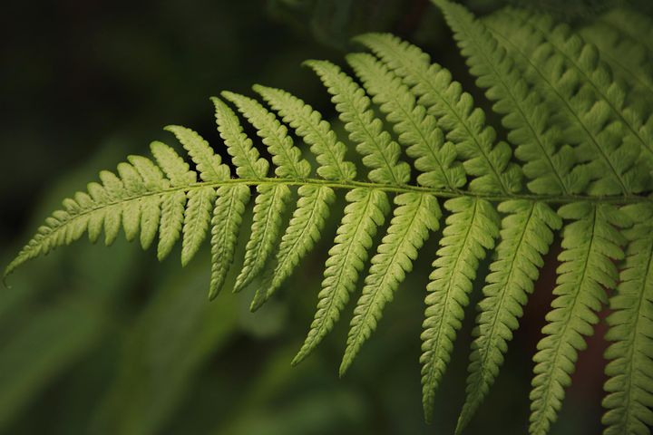 400+ Free Fresh Air & Nature Images