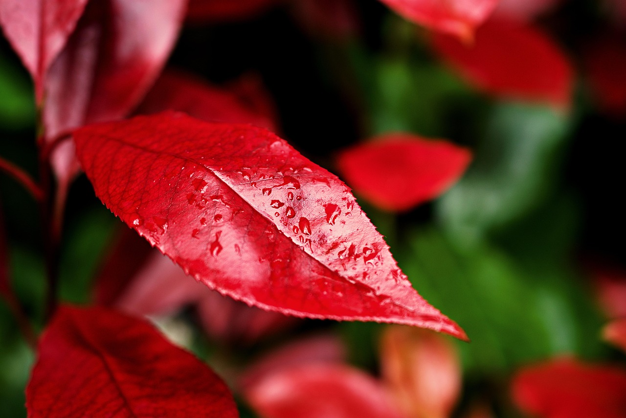 4.000+ İlkbahar & Bahar Resmi (HD Fotoğraflar) - Pixabay