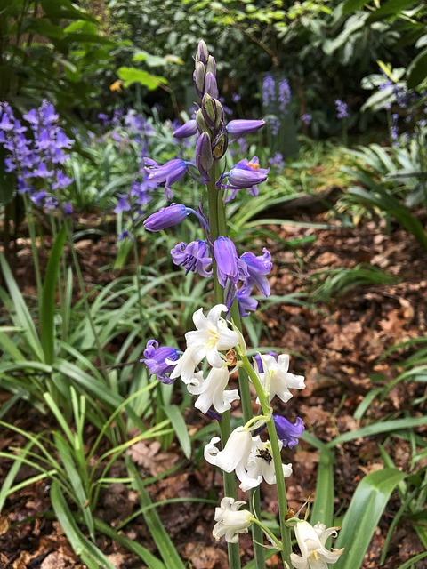 200,000+ Free Bluebell Woods & Bluebell Images - Pixabay
