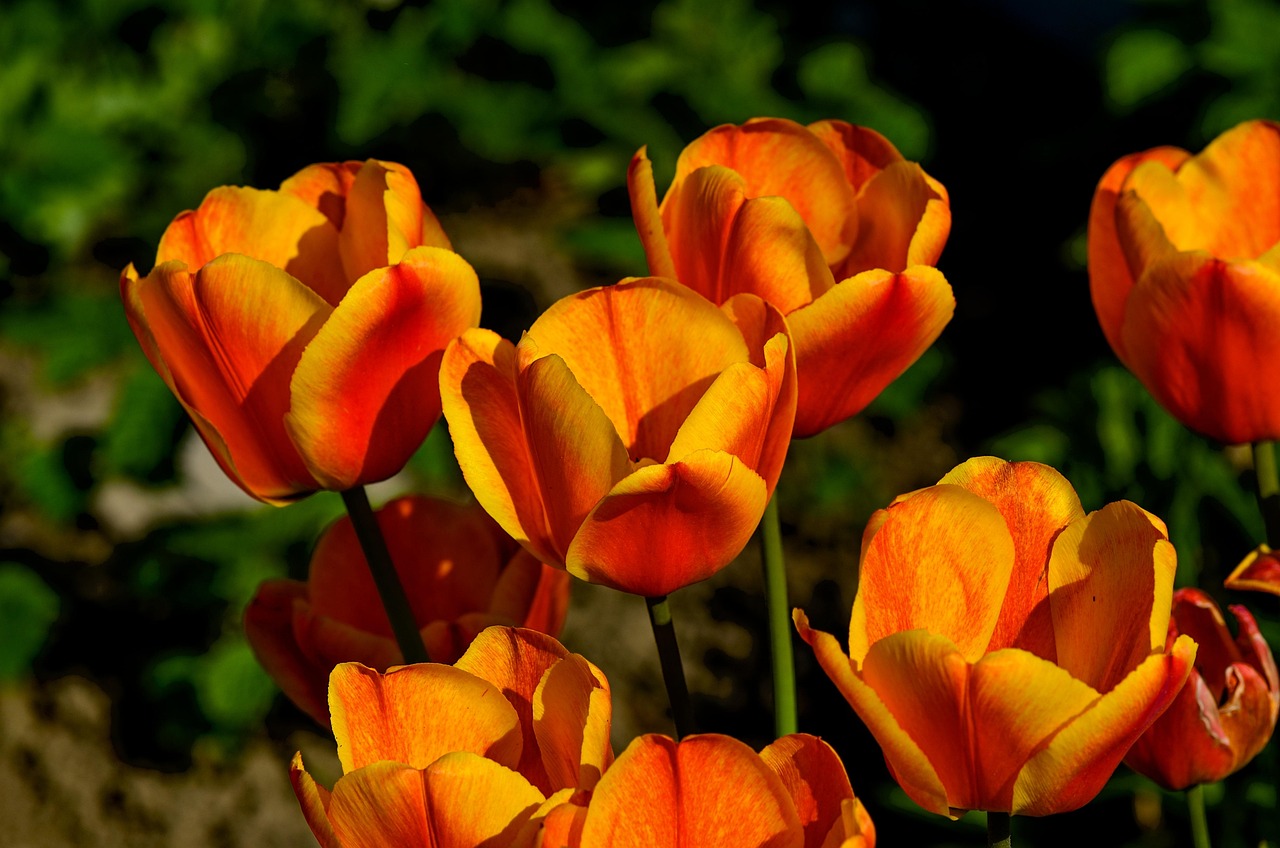 Tulipas Jardim Primavera - Foto gratuita no Pixabay - Pixabay