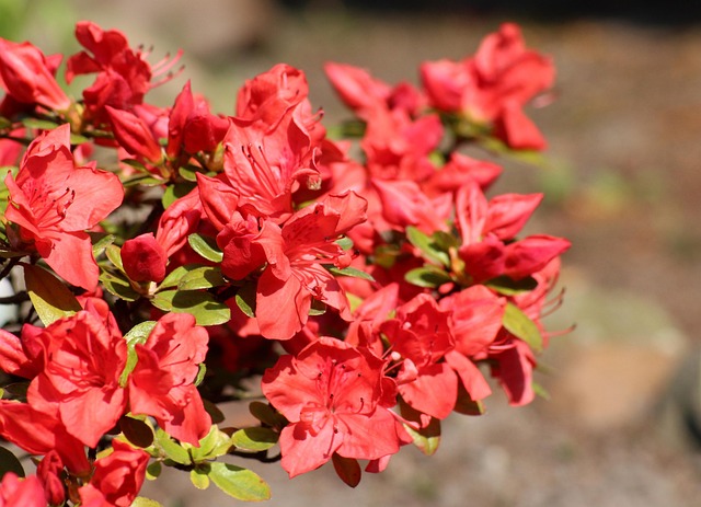 1,000+ Free Azaleas & Nature Images - Pixabay