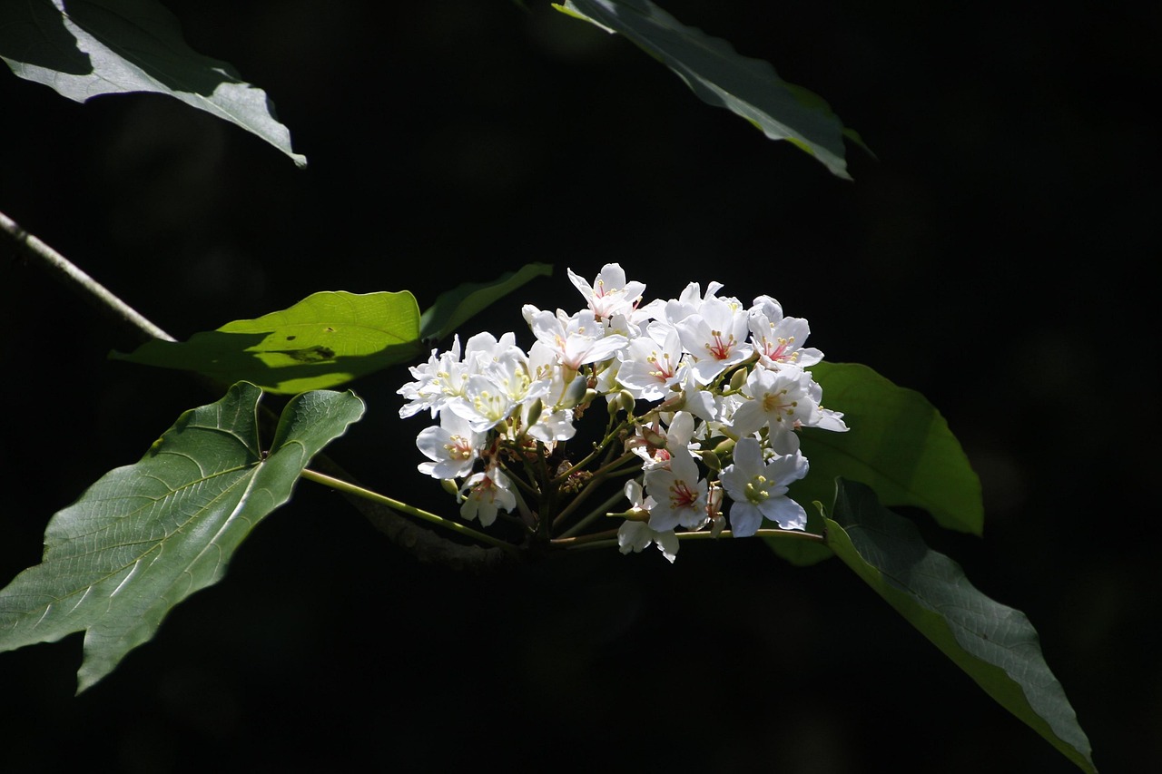 Más de 50 imágenes gratis de Tung Tung Tung Sahur y Tung Blossom - Pixabay