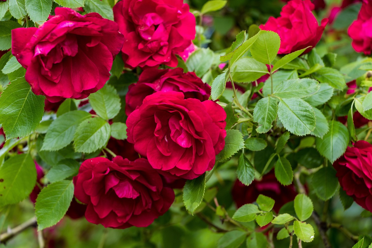 Roses Fleurs Pétales La - Photo gratuite sur Pixabay