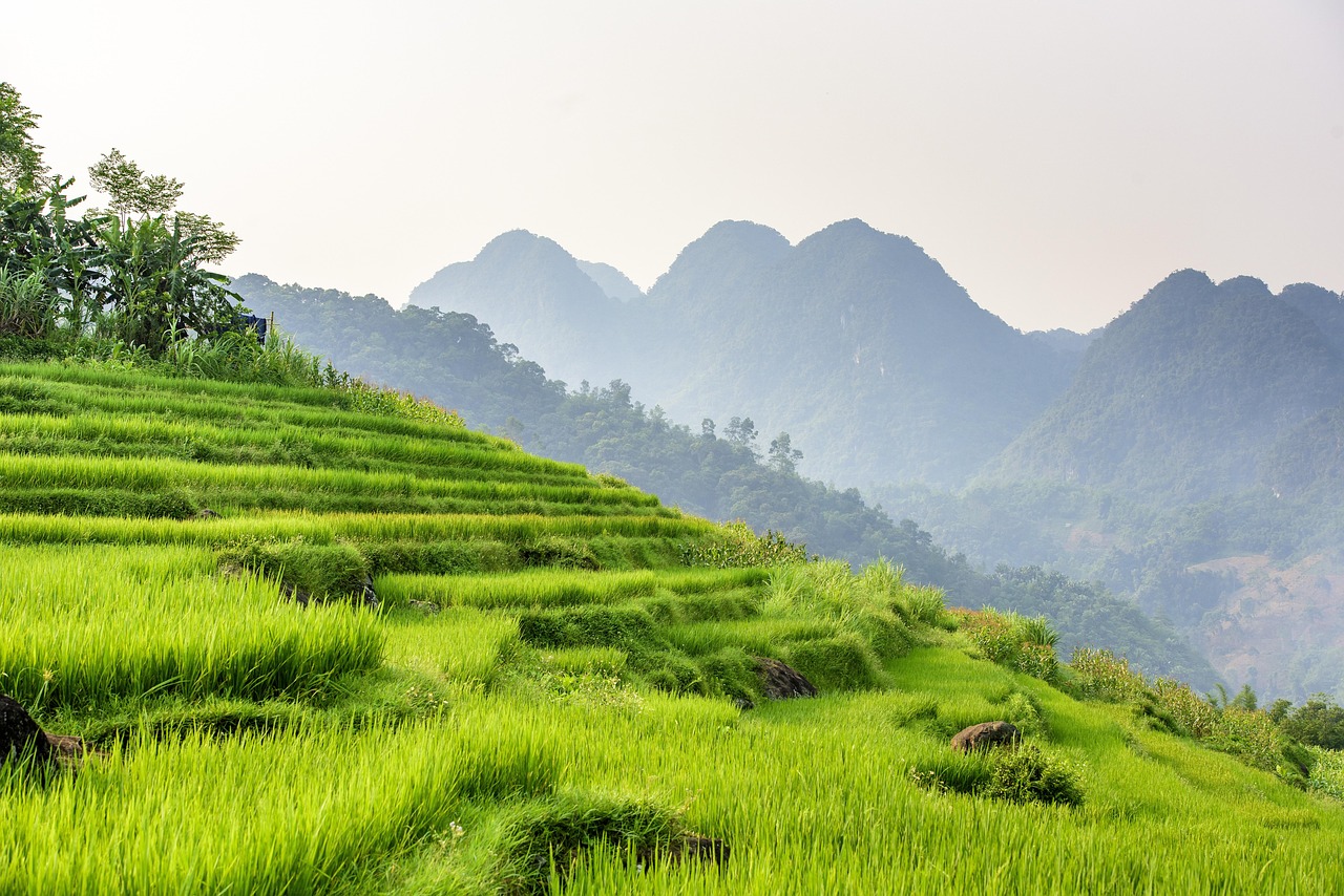 100+ Free Pù Luong & Pu'Er Tea Photos - Pixabay