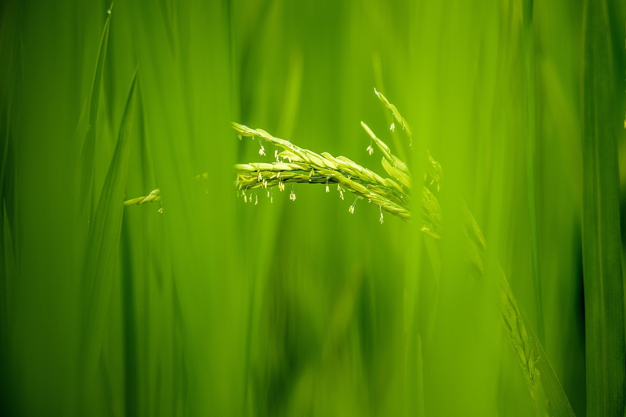 Rice Fields Close Up