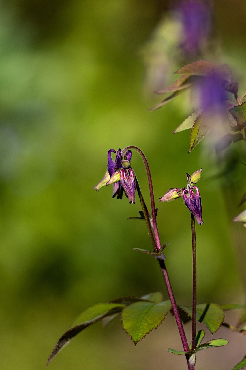 Plantar Flor Natureza - Foto gratuita no Pixabay - Pixabay