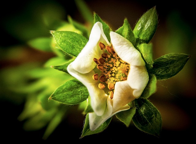 Blume Romantisch Blüte - Kostenloses Foto auf Pixabay - Pixabay