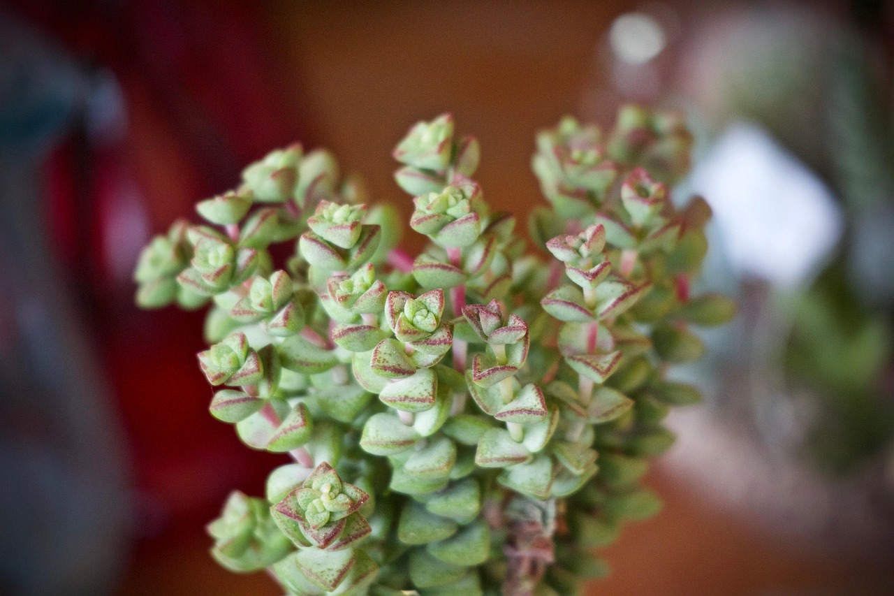 4,000+ Free Suculentas & Succulent Images - Pixabay