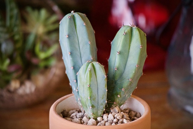 Fat Plants Thorns Cactus - Free photo on Pixabay - Pixabay