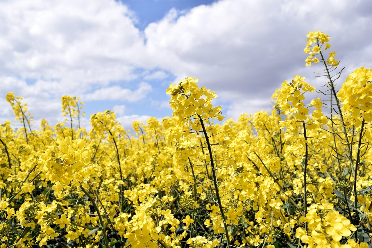 Field Of Rapeseeds Yellow Heaven - Free photo on Pixabay - Pixabay