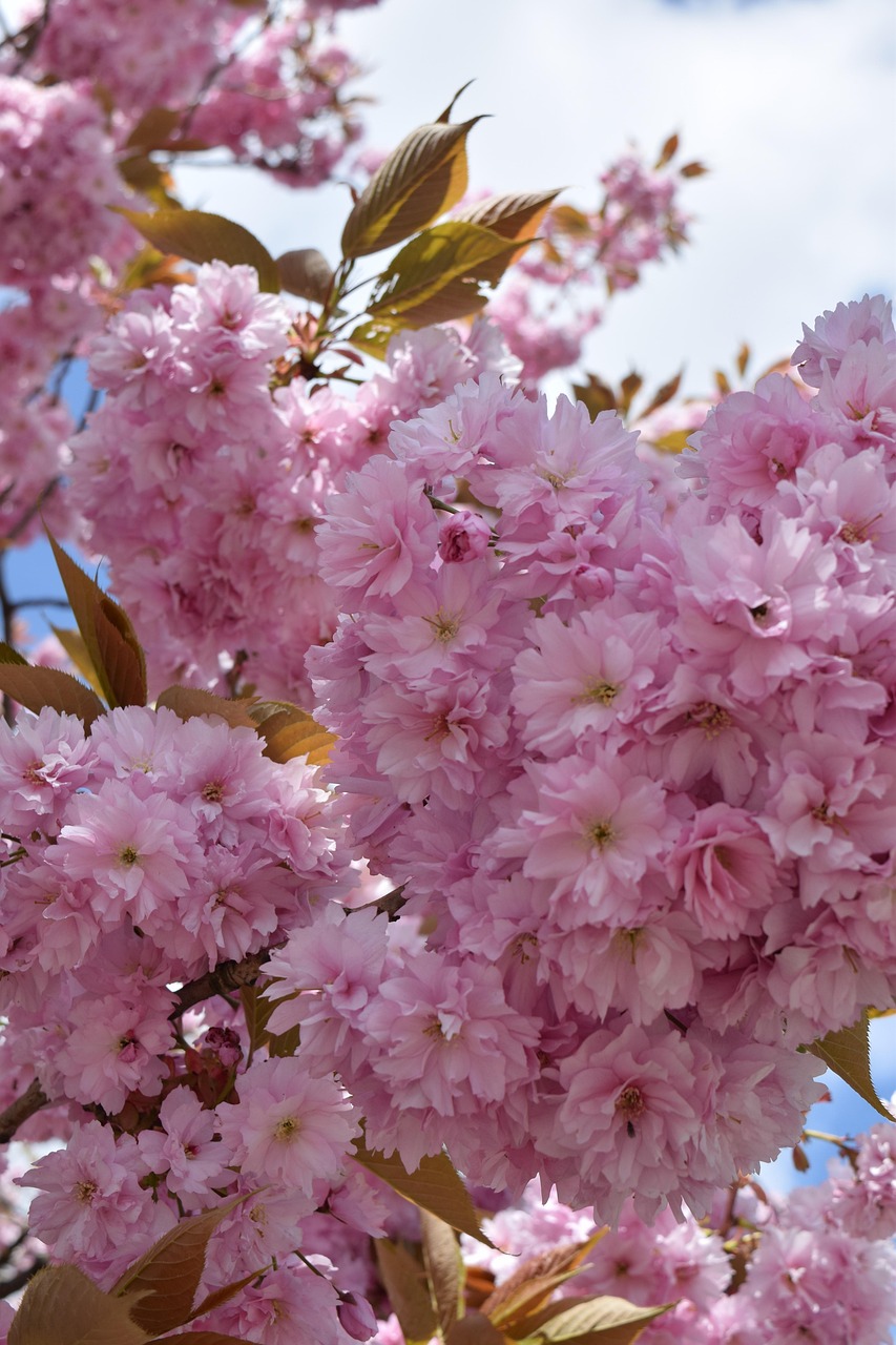 Bunga Sakura Merah Jambu B - Foto gratis di Pixabay - Pixabay