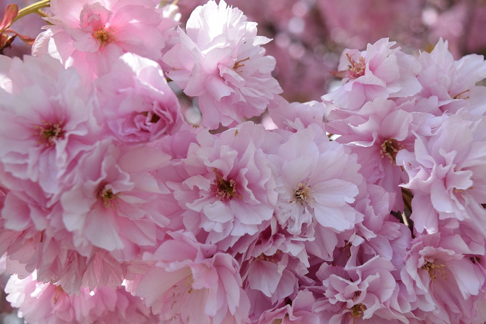 Japanische Kirsche Blüte Rosa - Kostenloses Foto auf Pixabay - Pixabay