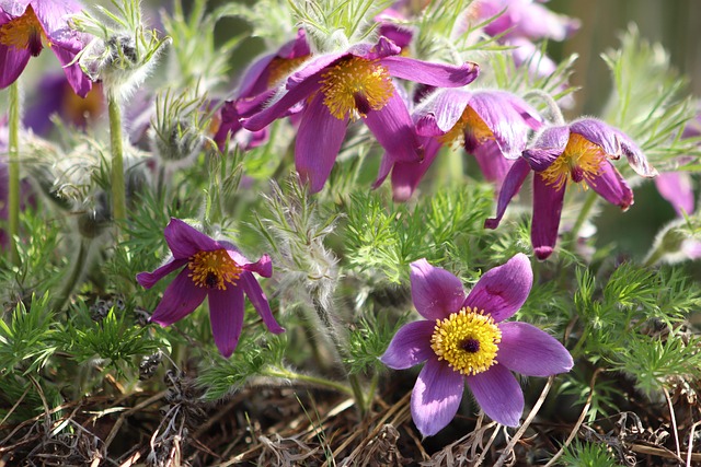 Pasque Flower Buttercup Violet - Free photo on Pixabay - Pixabay