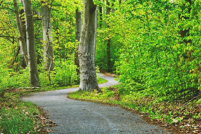 Path Trees Hike - Free photo on Pixabay