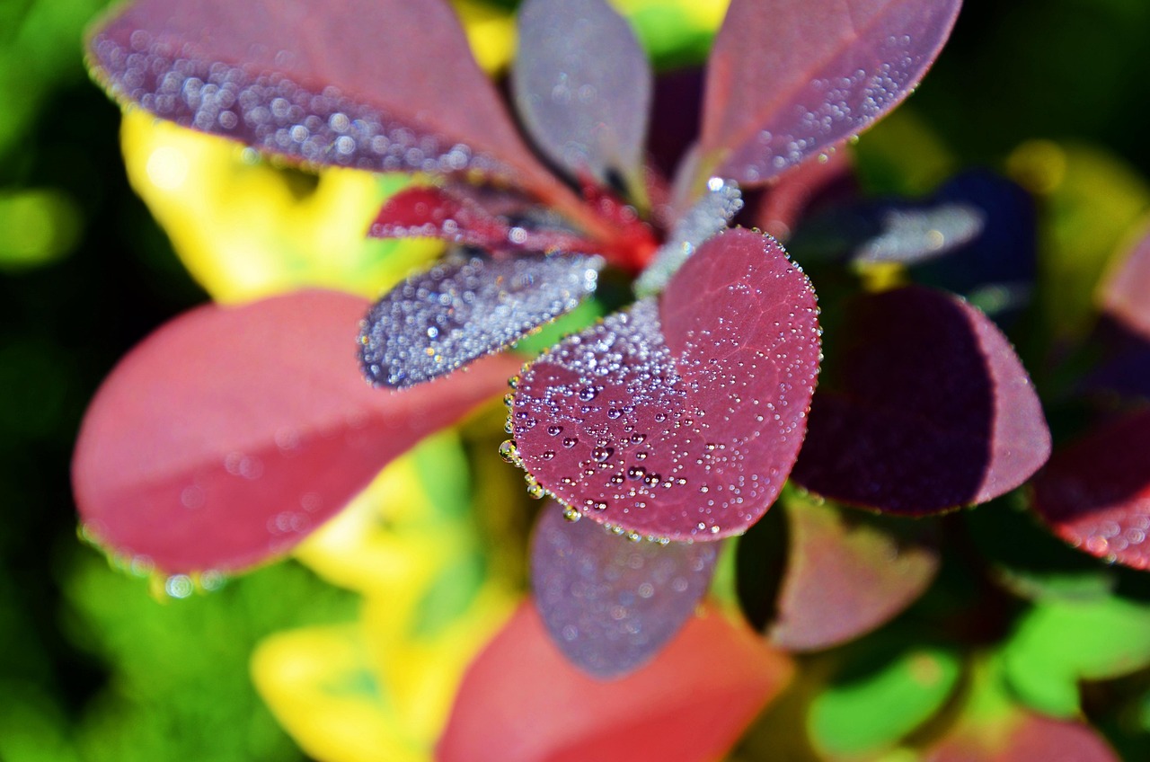 Barberry Dew Drop - Free photo on Pixabay