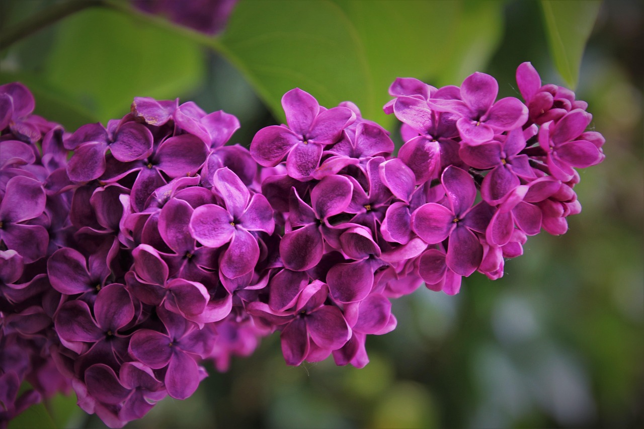 10,000+ Free Violet Nhà Máy & Violet Photos - Pixabay