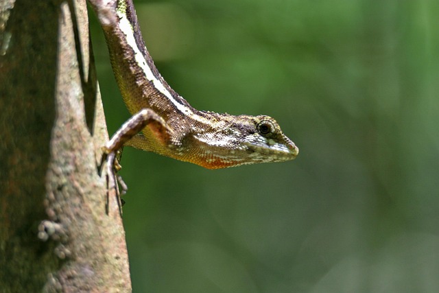 Plus de 100 images de Iamgenes Naturales et de La Nature - Pixabay
