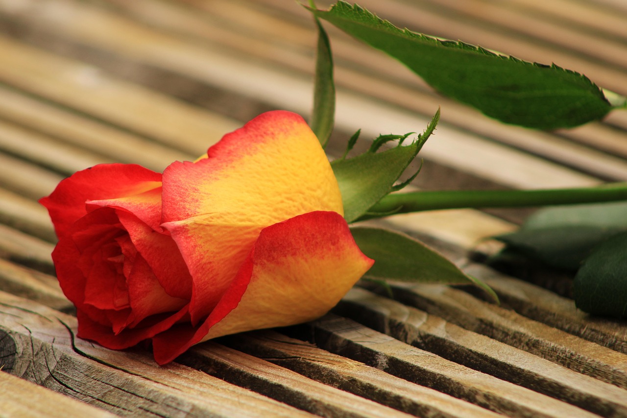 Yellow Orange Rose Wood Bicolor - Бесплатное фото на Pixabay - Pixabay