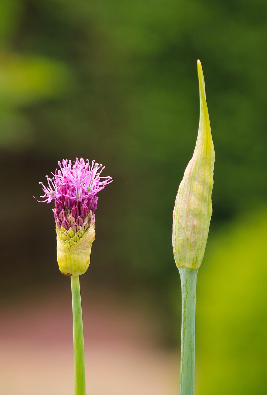 Ornamental Onion Allium Stratos - Darmowe zdjęcie na Pixabay