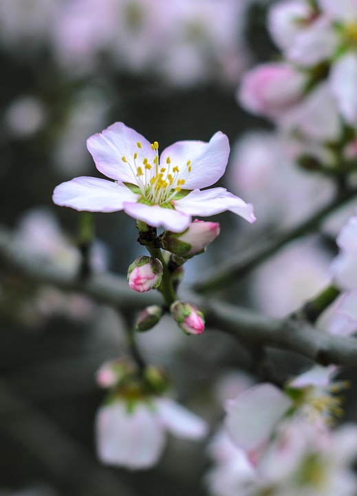 Almond Bunga Australia Cantik - Foto gratis di Pixabay - Pixabay