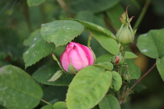 Rose Bud Flower - Free photo on Pixabay - Pixabay