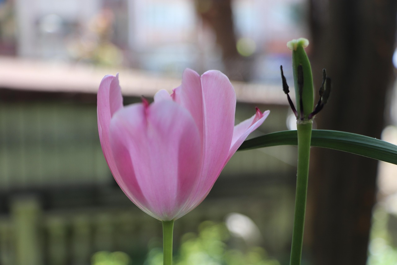 Flor Tulipán Tulip - Foto gratis en Pixabay - Pixabay