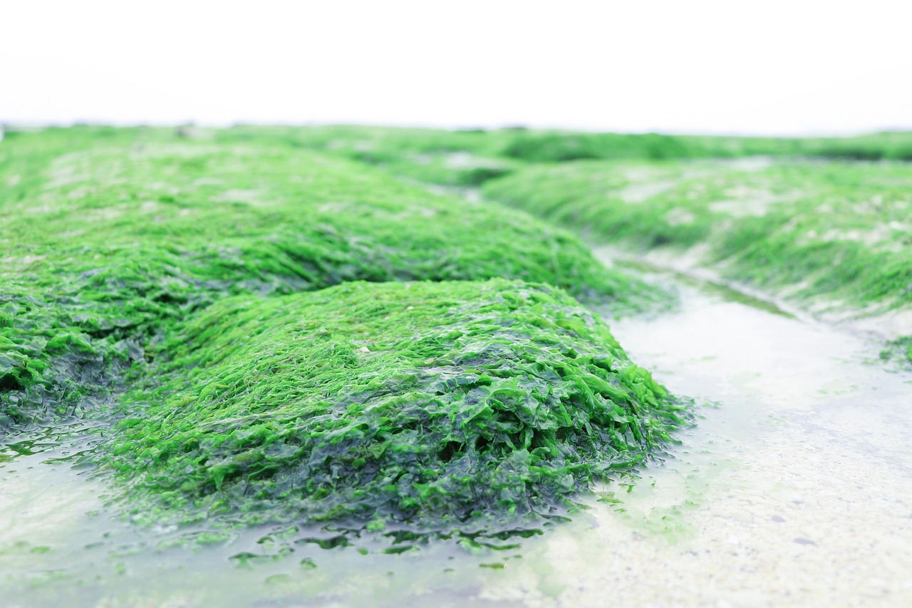 Beach Aquatic Plants Shallow At - Free photo on Pixabay - Pixabay