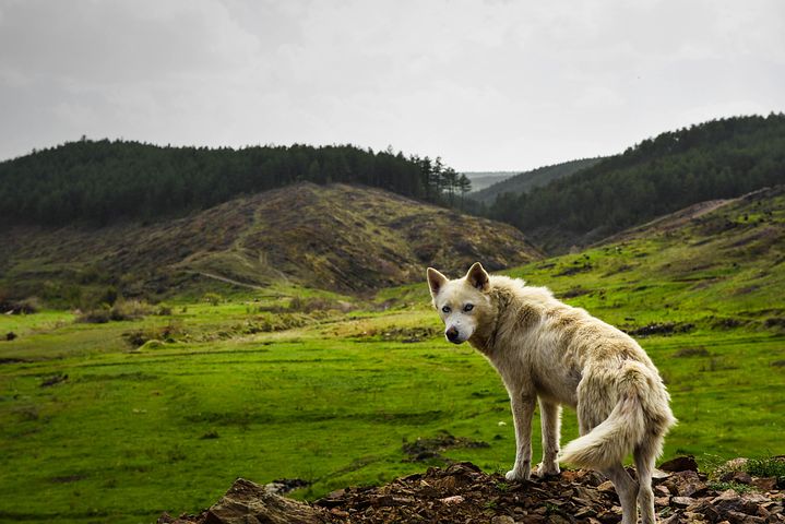 1,000+ Free Open Air & Nature Images - Pixabay