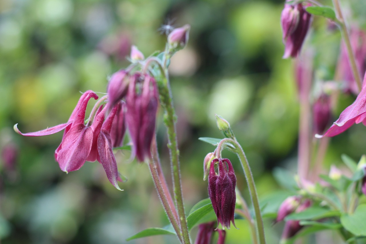 Aquilegia Garden Flower - Free photo on Pixabay - Pixabay