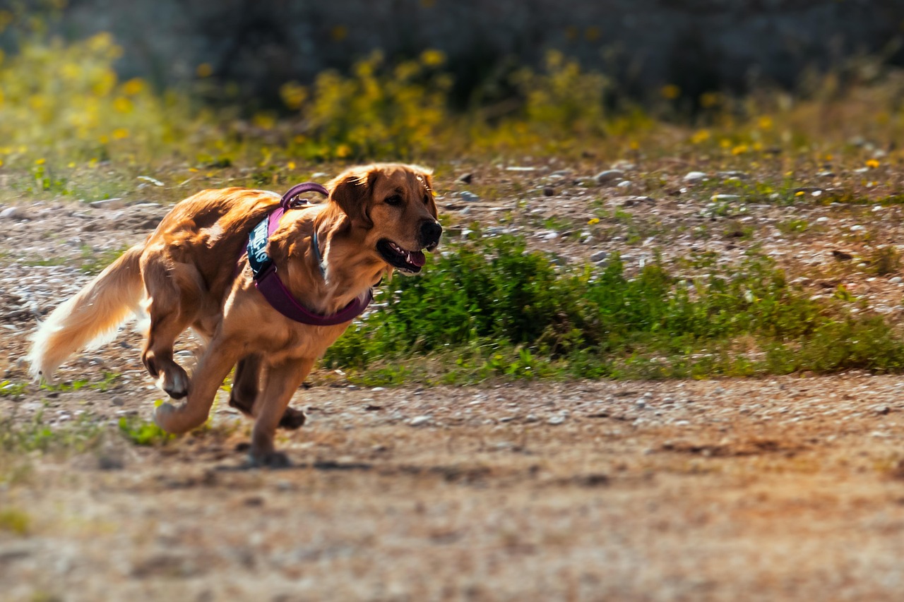 Cão Corrida Animal - Foto gratuita no Pixabay - Pixabay