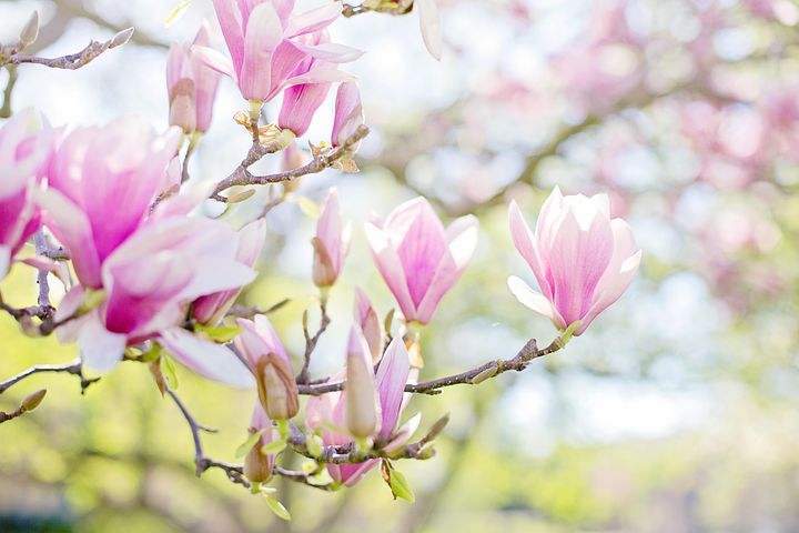 Magnolie Zdjęcia - Pobierz darmowe obrazy - Pixabay