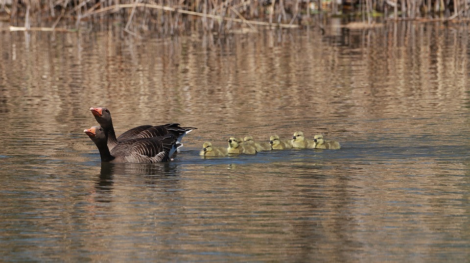 Geese Chick Spring - Free photo on Pixabay - Pixabay
