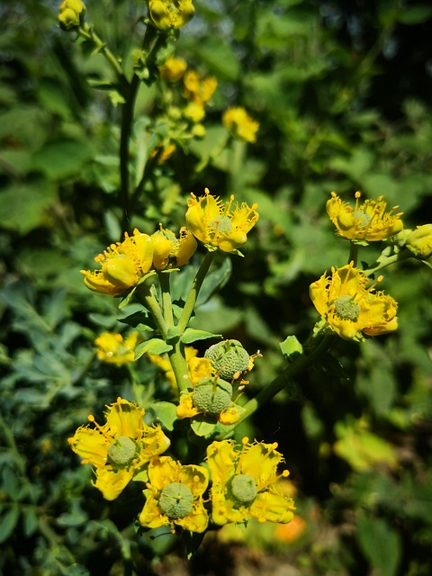 Yellow Flower Ruda Bush Medicinal - Free photo on Pixabay - Pixabay