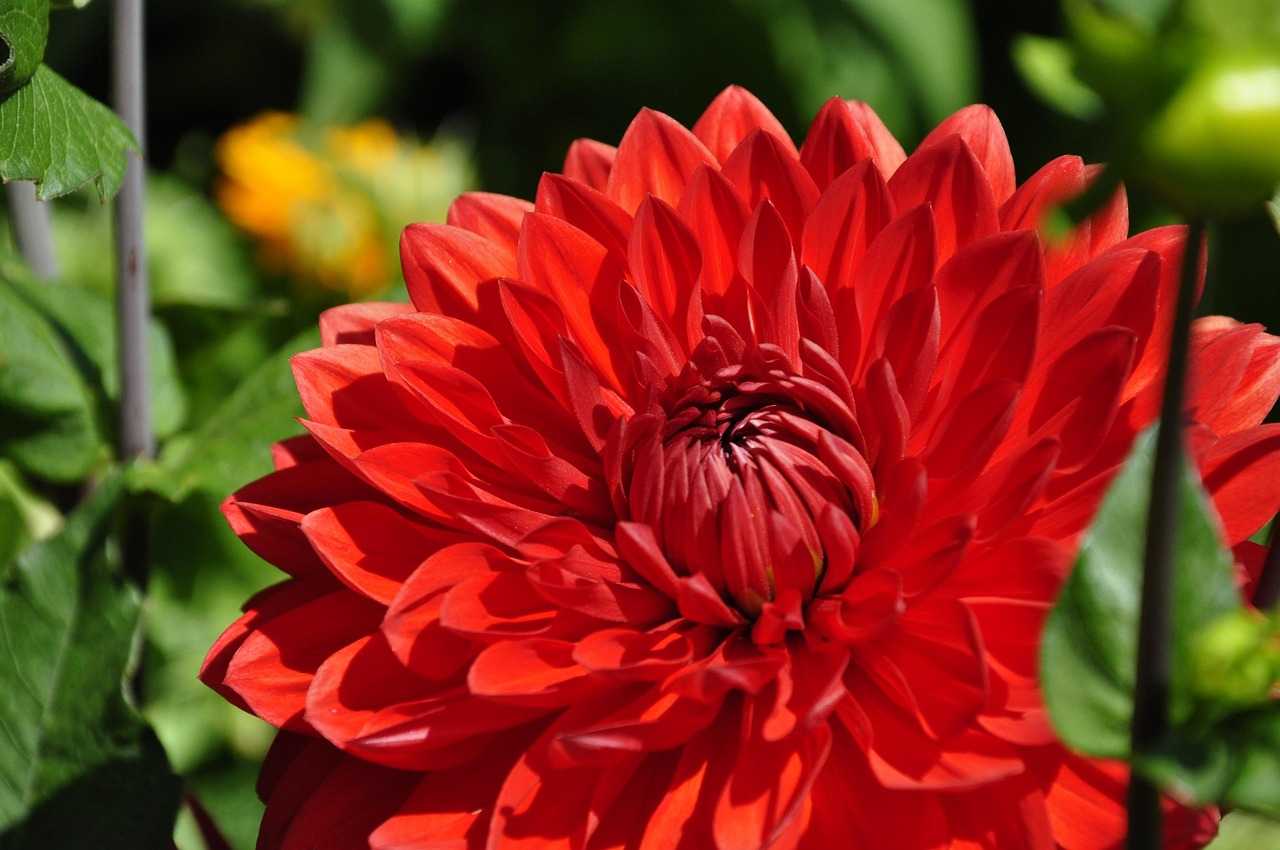 Blume Blüte Natur - Kostenloses Foto auf Pixabay - Pixabay