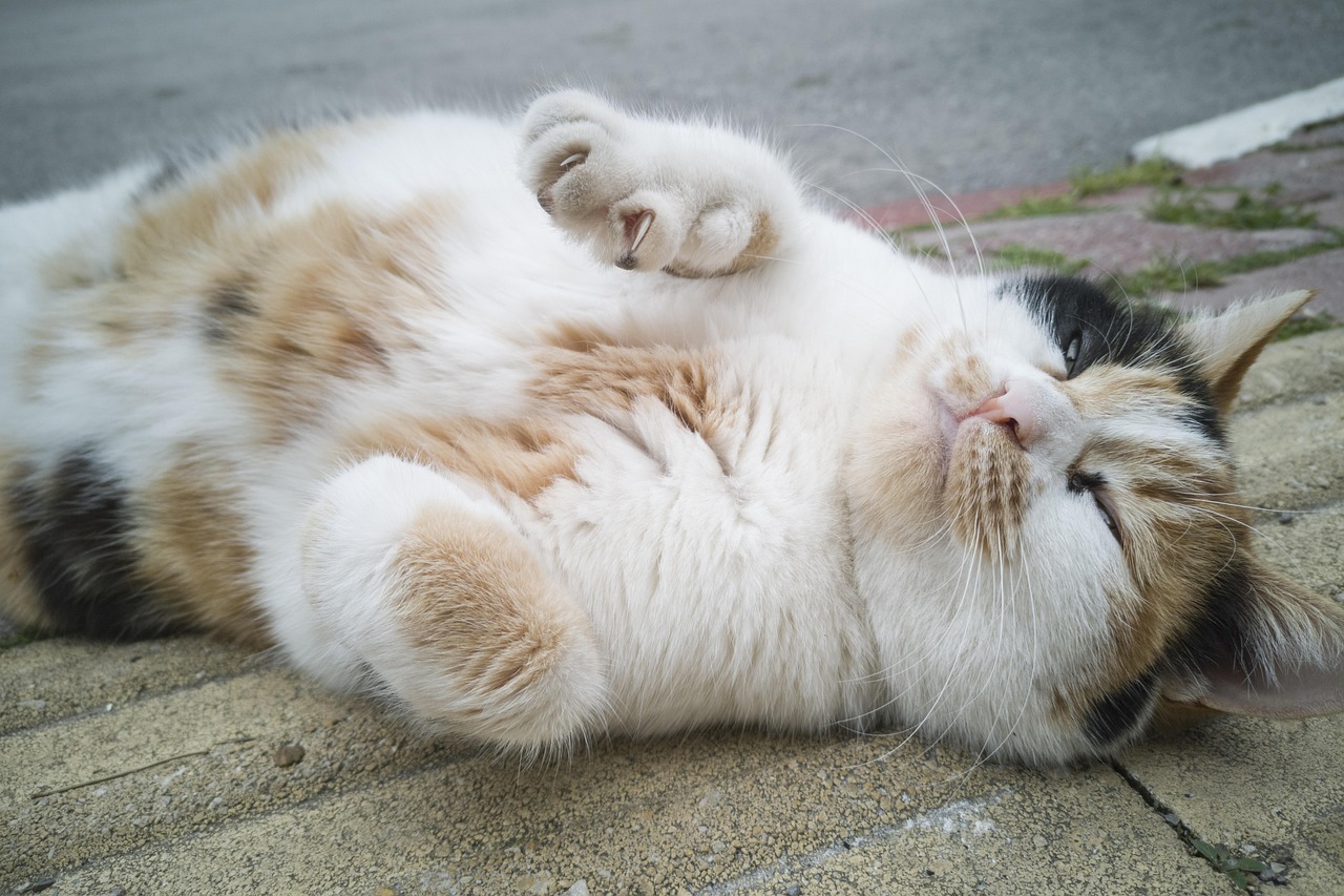Gato Lindo Echado A Perder - Foto gratis en Pixabay - Pixabay
