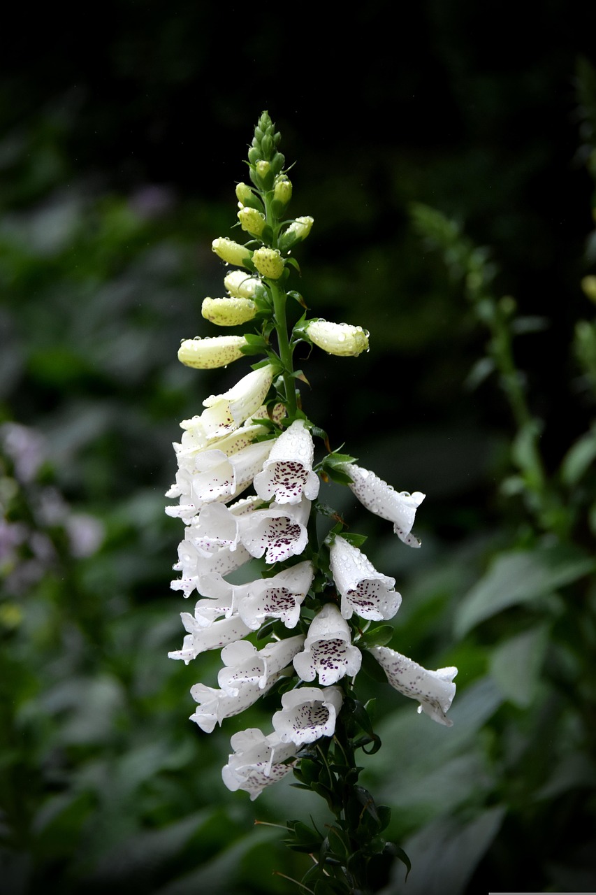 Orchidea Scimmia Pianta Cymbidium Orchid Bulbi,cymbidium Planta ...