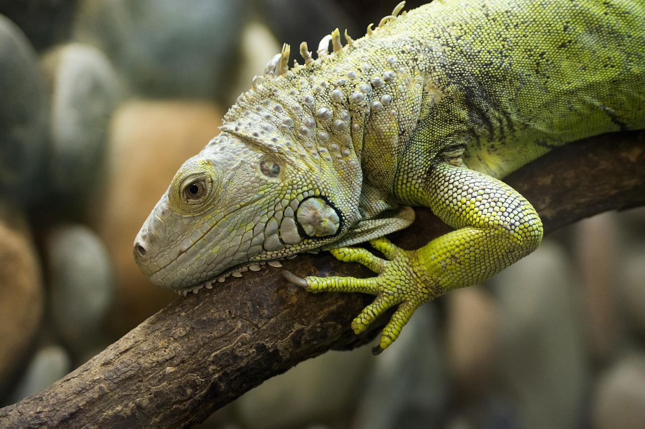 40,000+ Free Vertebrates Animals & Nature Images - Pixabay