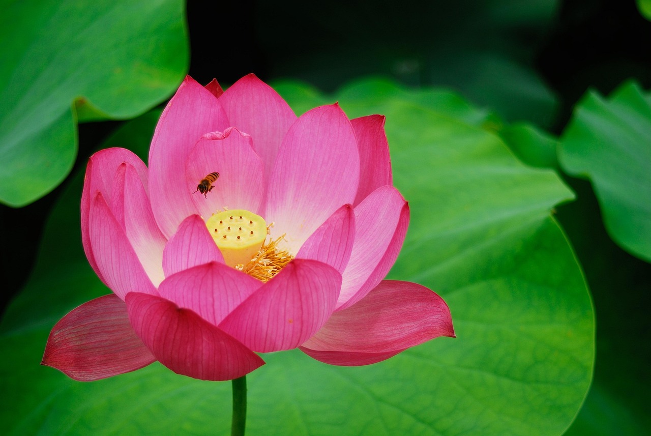 Lotus Flower Nature - Free photo on Pixabay - Pixabay