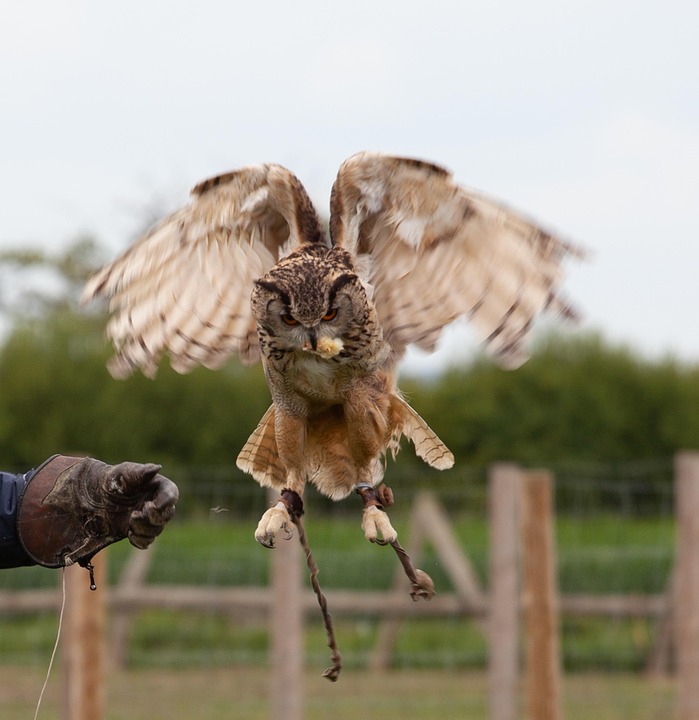 Brown Owl Taking Food Raptor - Free photo on Pixabay