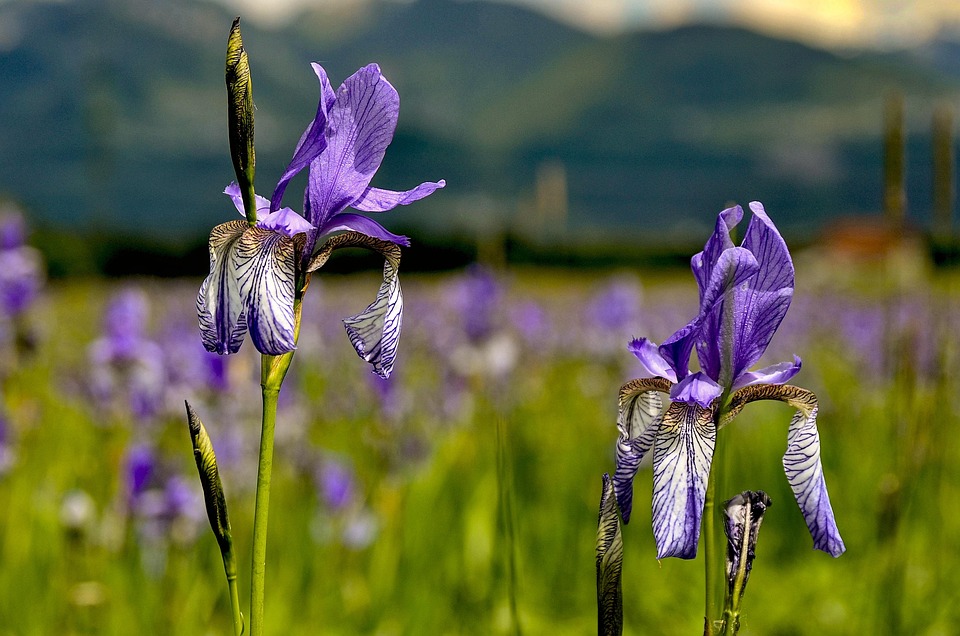 Iris Meadow Nature - Free photo on Pixabay