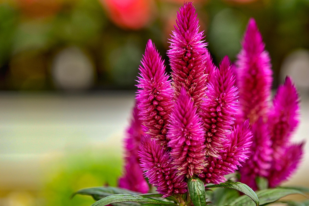 Planta Ornamental Jardín - Foto gratis en Pixabay - Pixabay