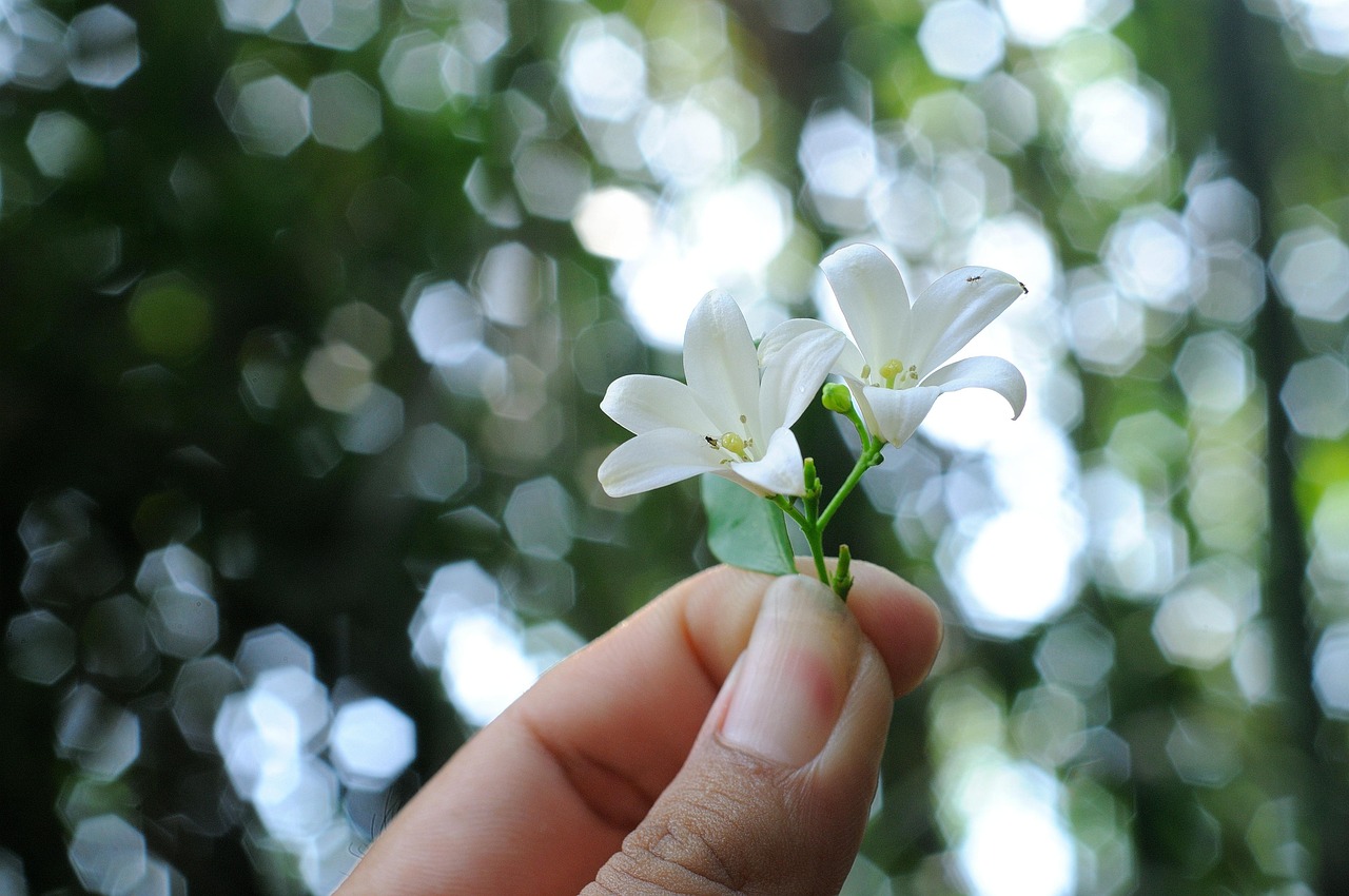 Bokeh Flower Couple - Free photo on Pixabay - Pixabay