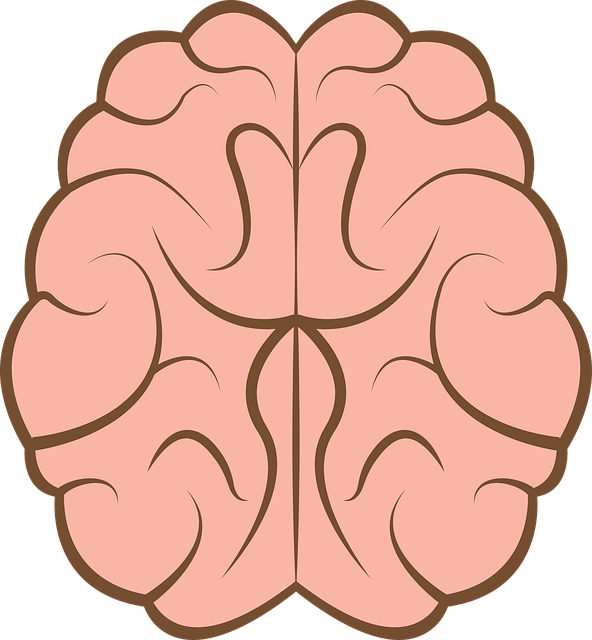 Download Brain, Mind, Psychology. Royalty-Free Vector Graphic - Pixabay