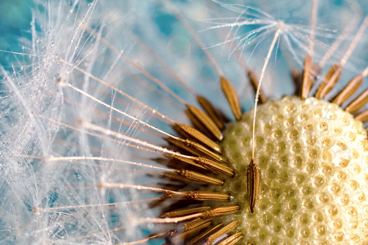 Más de 300 000 imágenes gratis de Plantas Con Semillas y Semillas - Pixabay