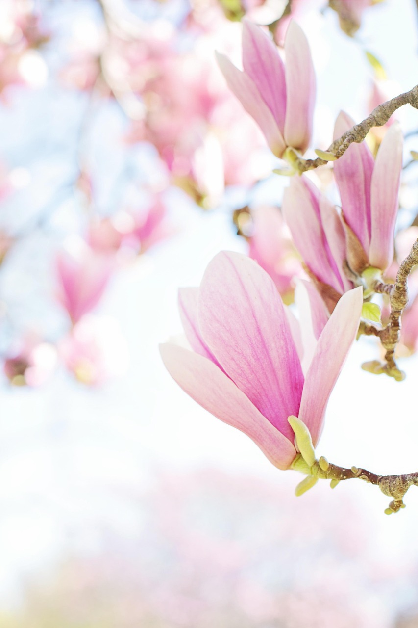 Magnolias Flowers Blooms - Free photo on Pixabay