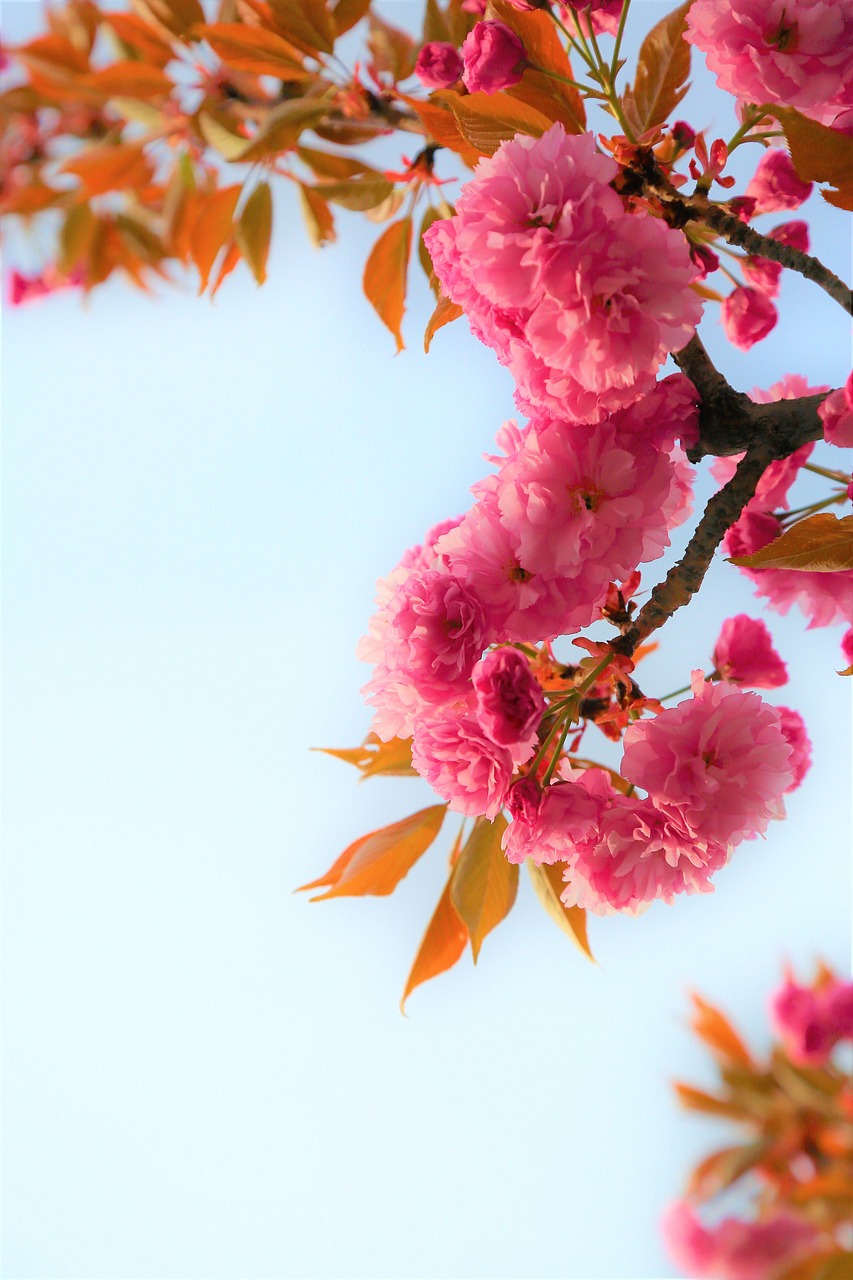 Flower Spring Nature - Free photo on Pixabay