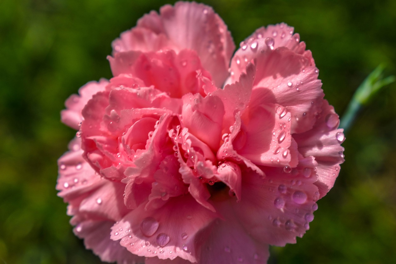 Pink Flower Nature - Free photo on Pixabay