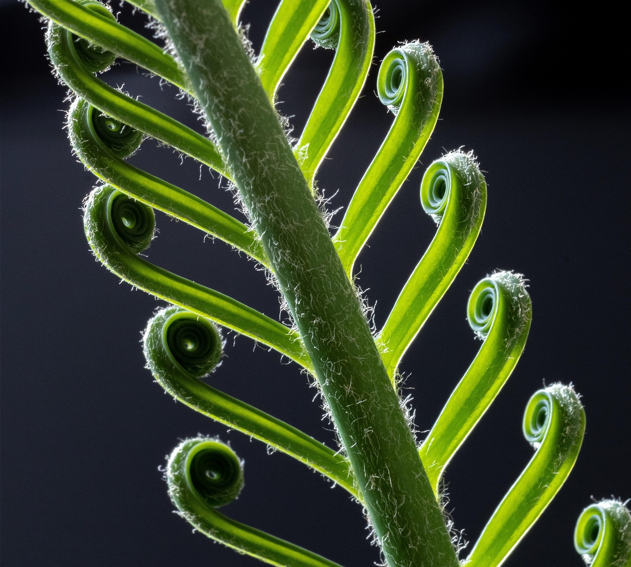 10,000+ Free Palm Fronds & Palm Images - Pixabay
